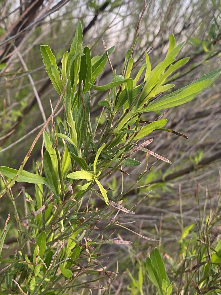 Poverty Weed from River Legacy Park, Fort Worth, TX, US on March 15 ...