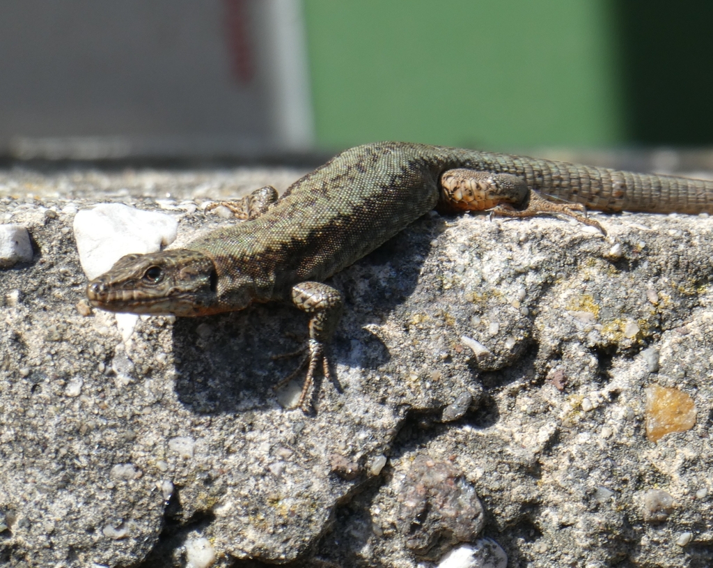 Common Wall Lizard from 39057 St. Michael, Autonome Provinz Bozen ...