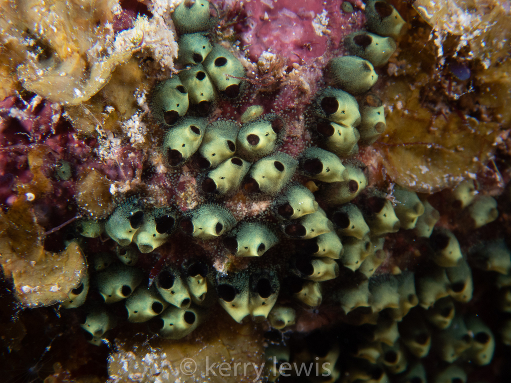 Encrusting Social Tunicate from Lighthouse Point, West bay, Grand ...