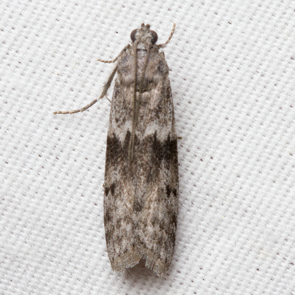 Mediterranean Flour Moth from Shelby County, US-AL, US on March 12 ...