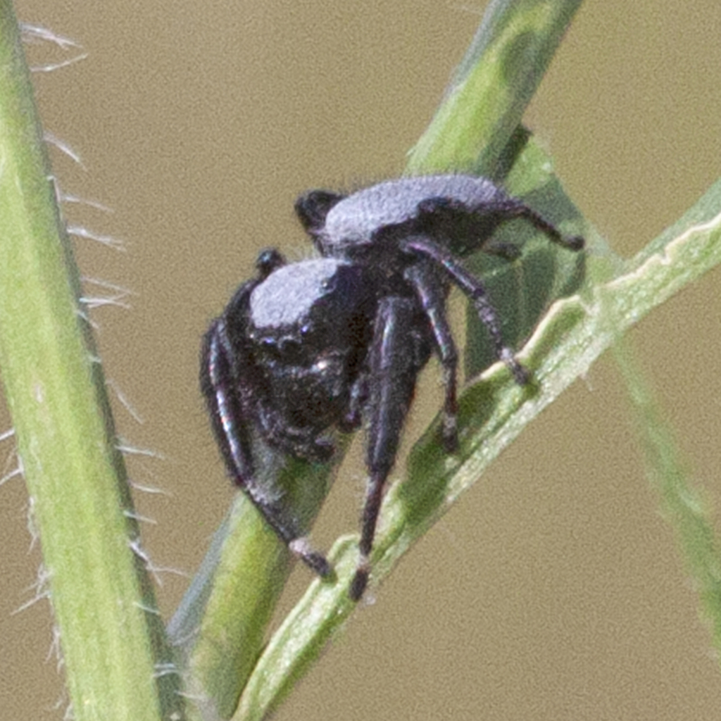Phidippus octopunctatus from Rio Blanco Lake State Wildlife Area on ...