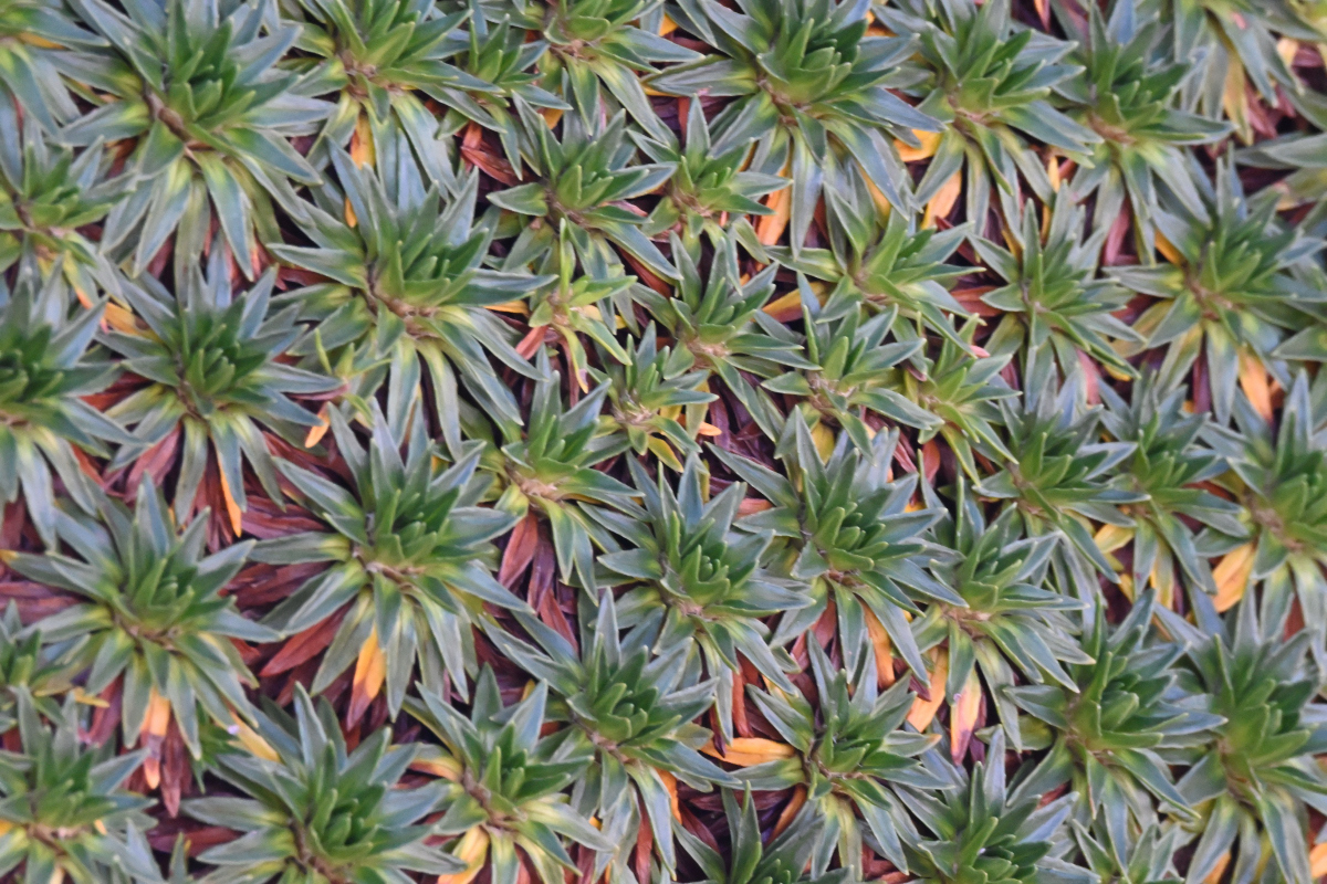 Plantago rigida Kunth