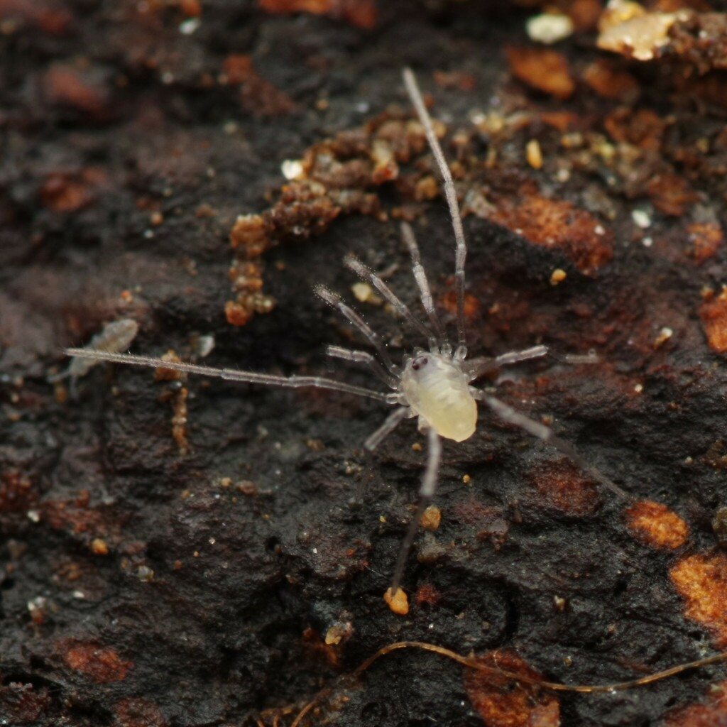 Mitostoma chrysomelas from Limoges, France on March 15, 2023 at 05:43 ...