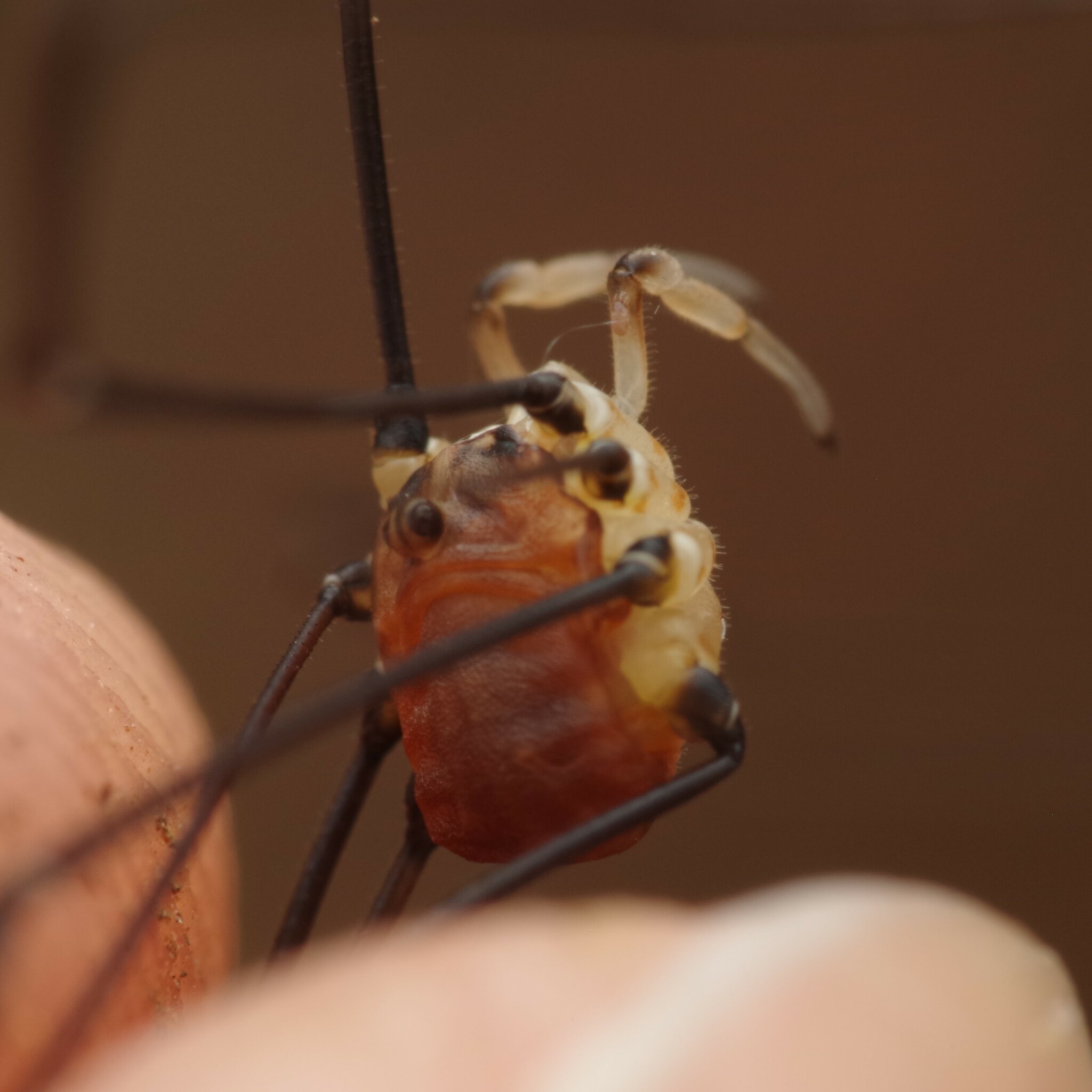 Leiobunum Koch, 1839