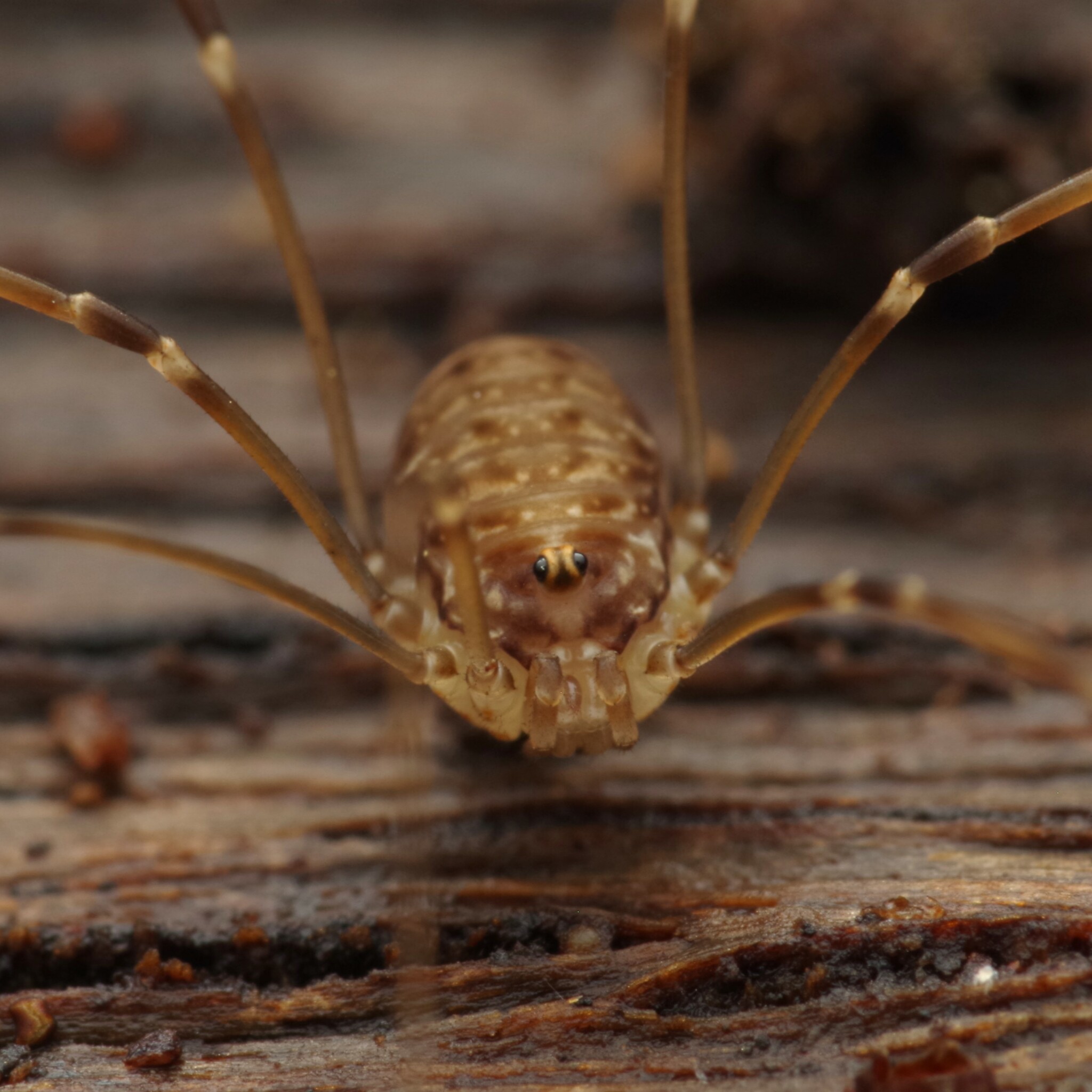 Leiobunum Koch, 1839