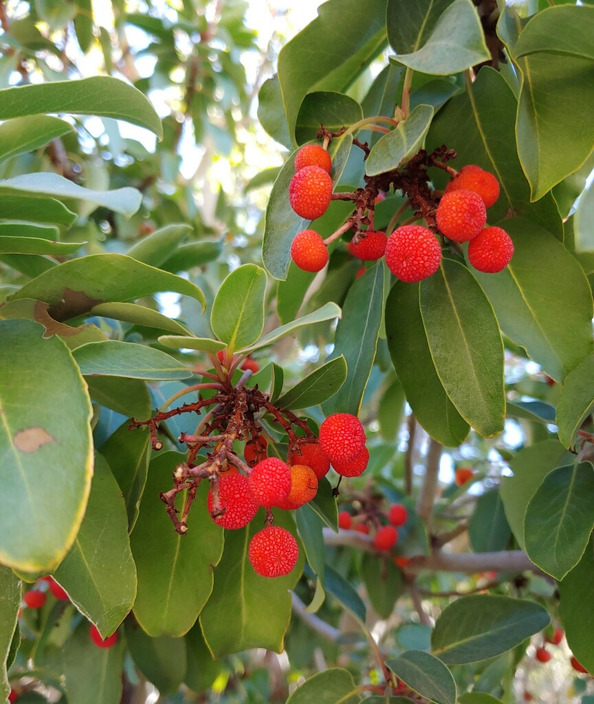 Texas madrone from Culberson County, TX, USA on October 20, 2022 at 10: ...