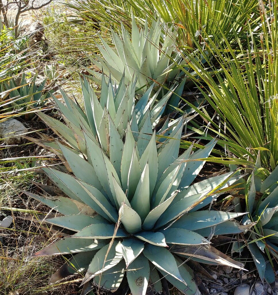 century plants from Culberson County, TX, USA on October 20, 2022 at 10 ...
