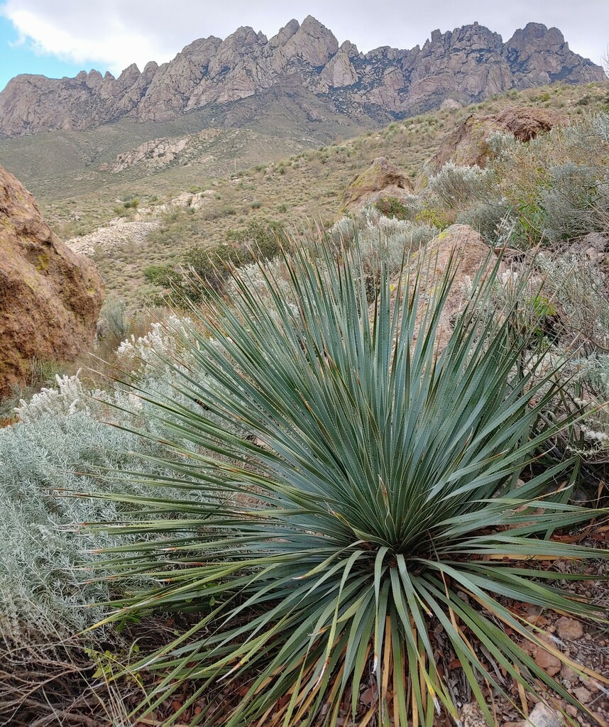 Wheeler sotol from Doña Ana County, NM, USA on October 23, 2022 at 11: ...