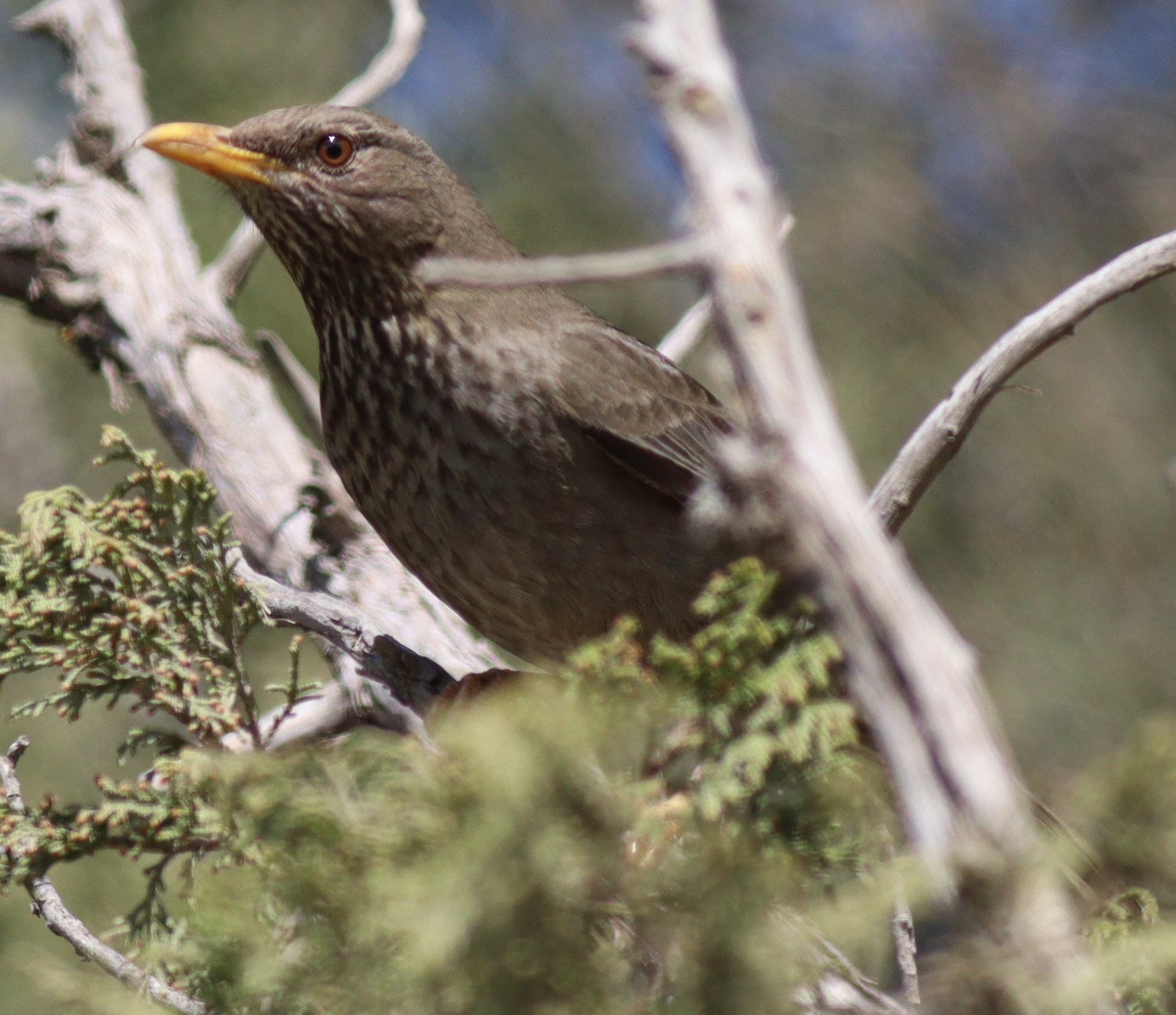 Turdus menachensis Ogilvie-Grant, 1913