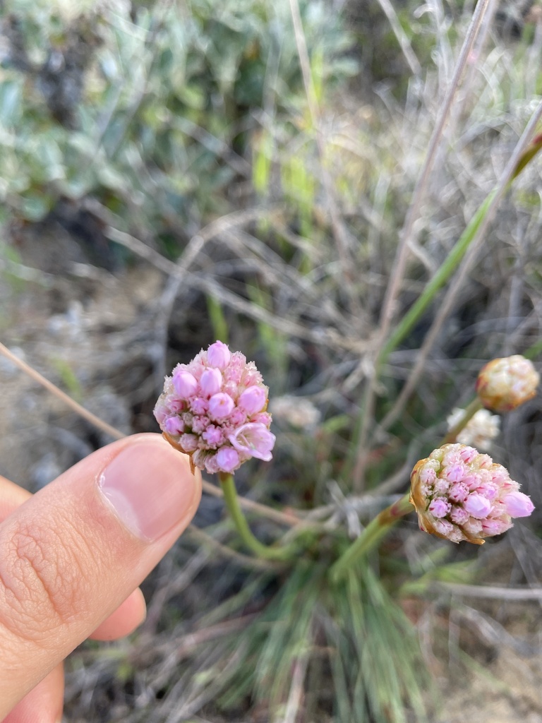 Sea Thrift from Surf Way, Monterey, CA, US on March 15, 2023 at 09:19 ...
