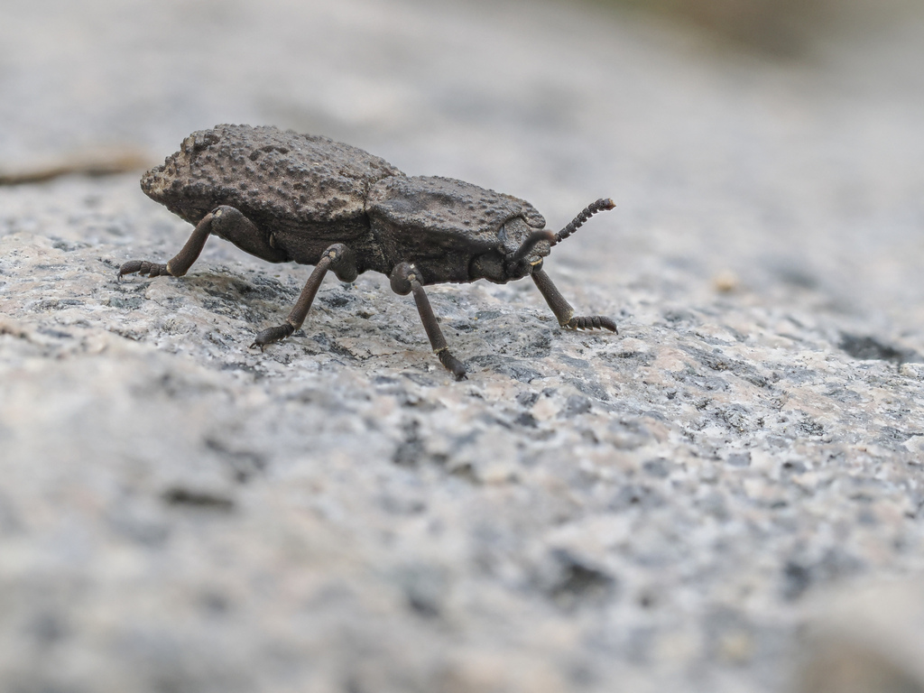 Diabolical Ironclad Beetle from San Diego, CA, USA on March 14, 2023 at ...