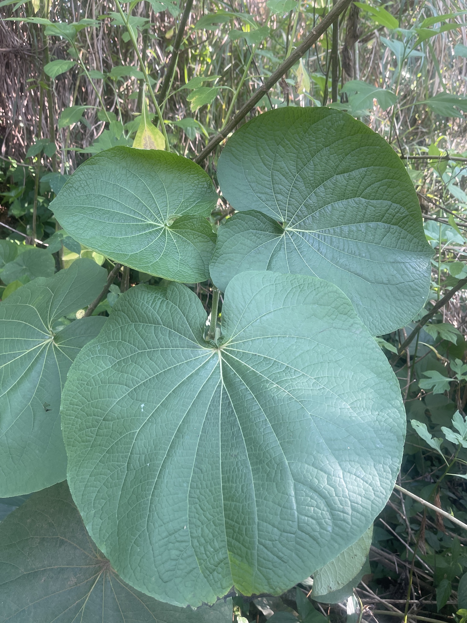 Piper umbellatum L.