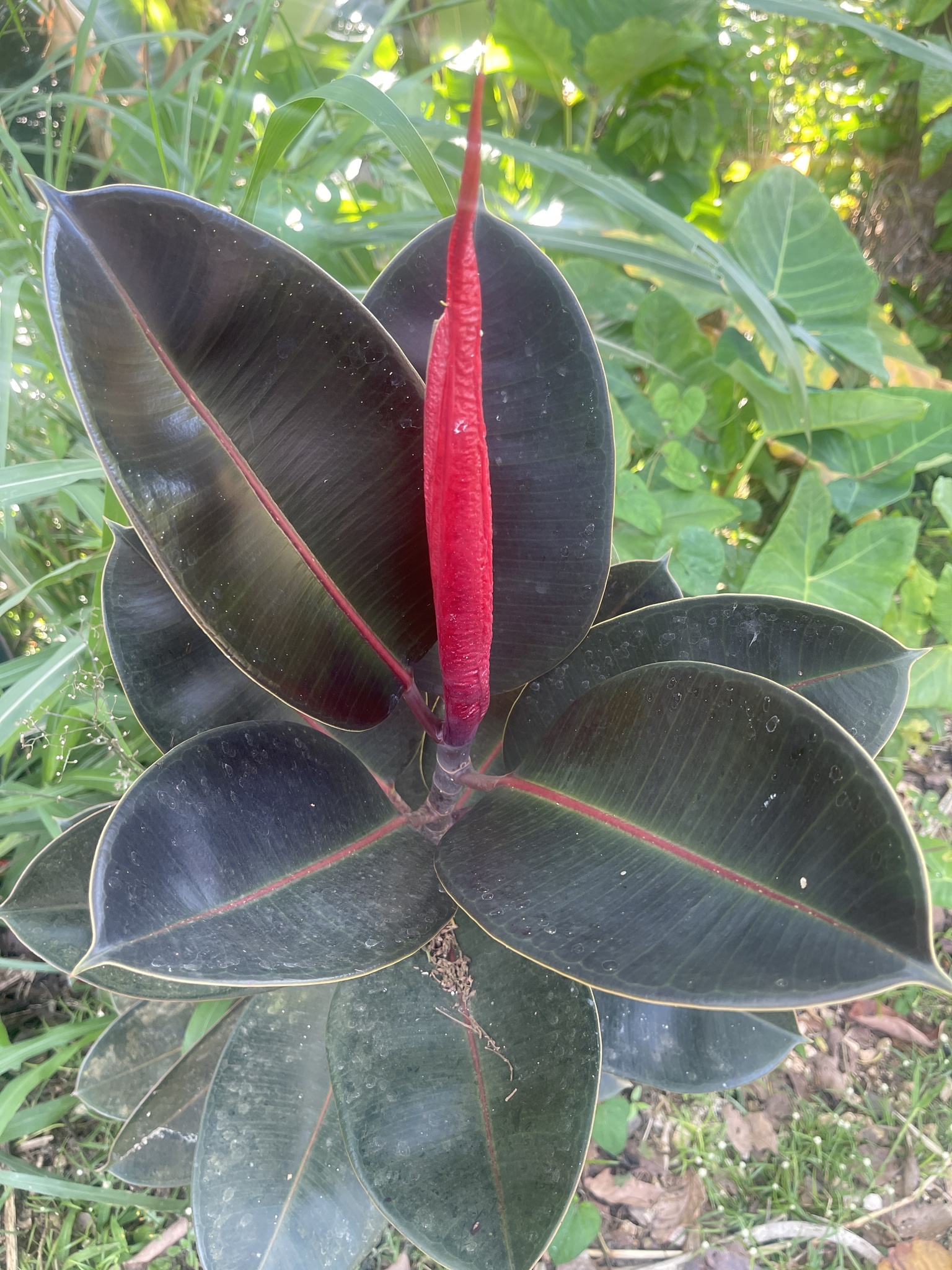 Ficus elastica Roxb.