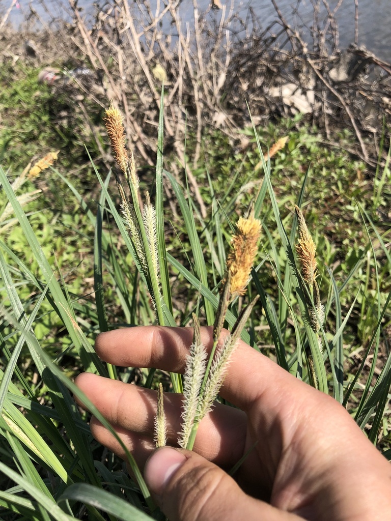 Emory's sedge from Beach St, Fort Worth, TX, US on March 15, 2023 at 10 ...