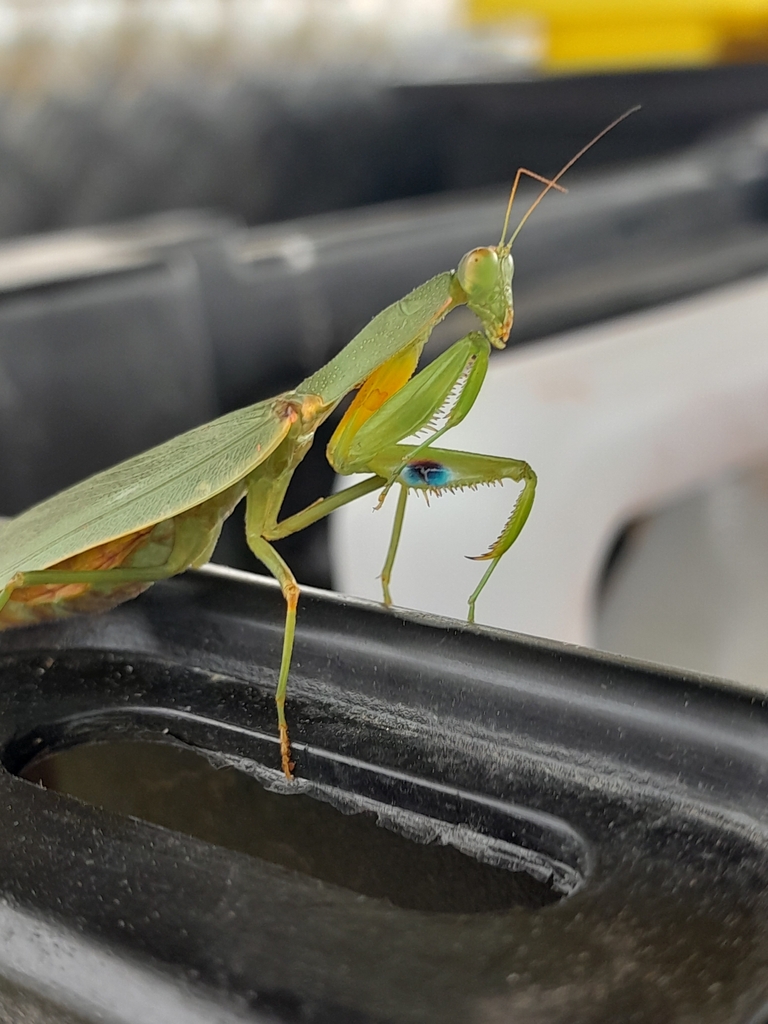 New Zealand Mantis from Macraes, New Zealand on March 16, 2023 at 10:10 ...