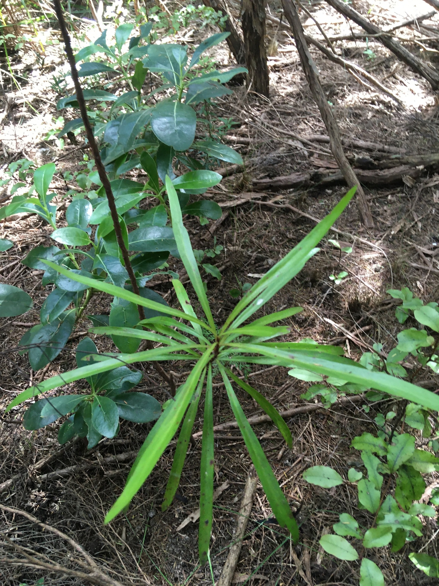 Toronia L.A.S.Johnson & B.G.Briggs