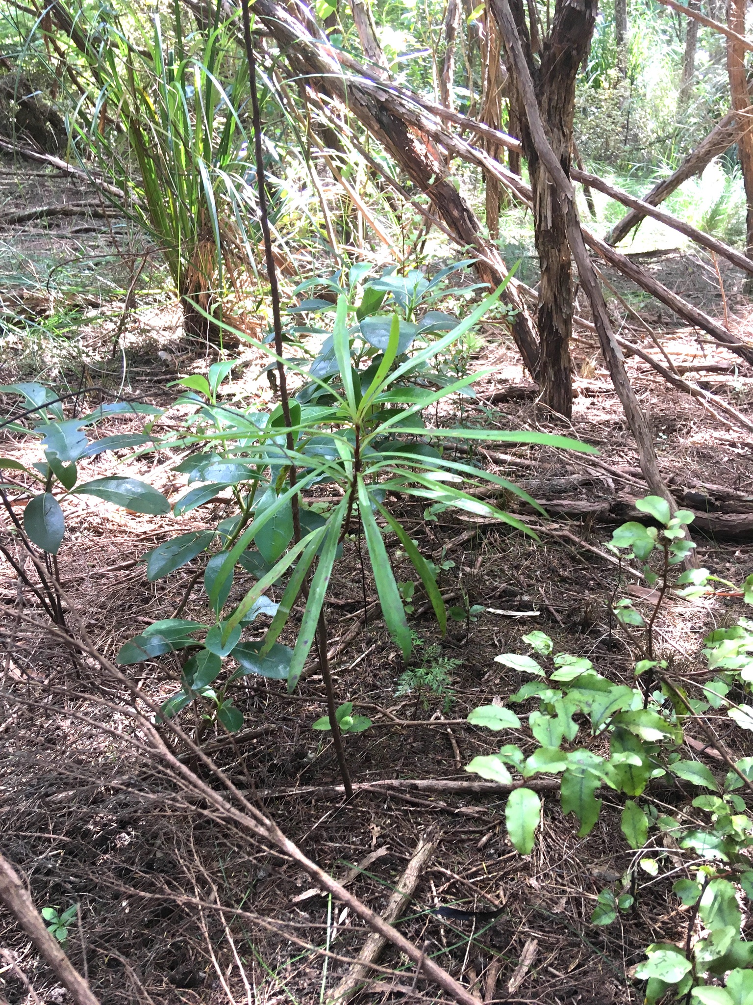 Toronia L.A.S.Johnson & B.G.Briggs