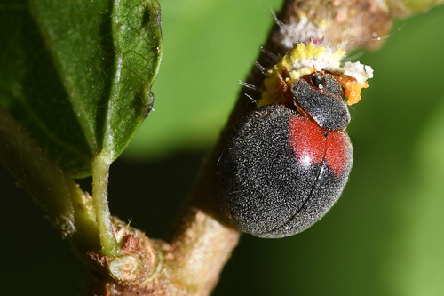 South African Scale-eating Lady Beetle (Novius iceryae) · iNaturalist