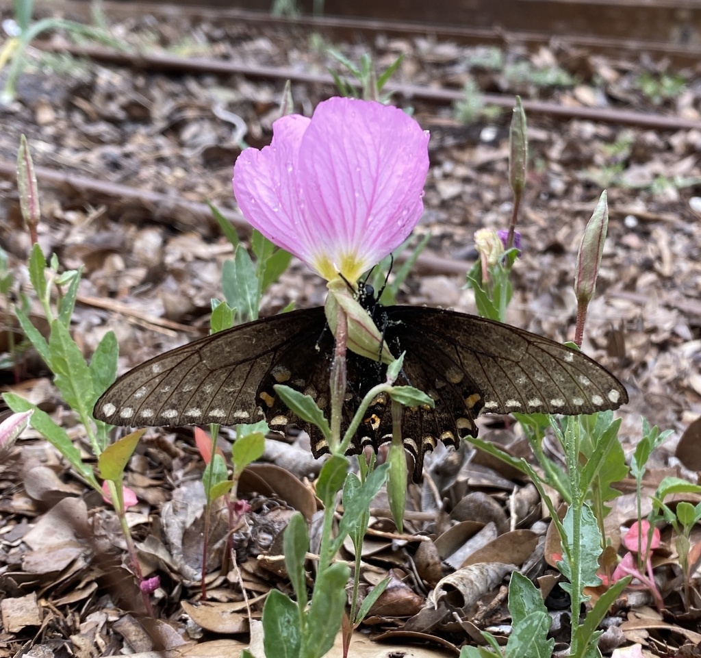 Black Swallowtail from Dove Meadow, Boerne, TX, US on March 15, 2023 at ...