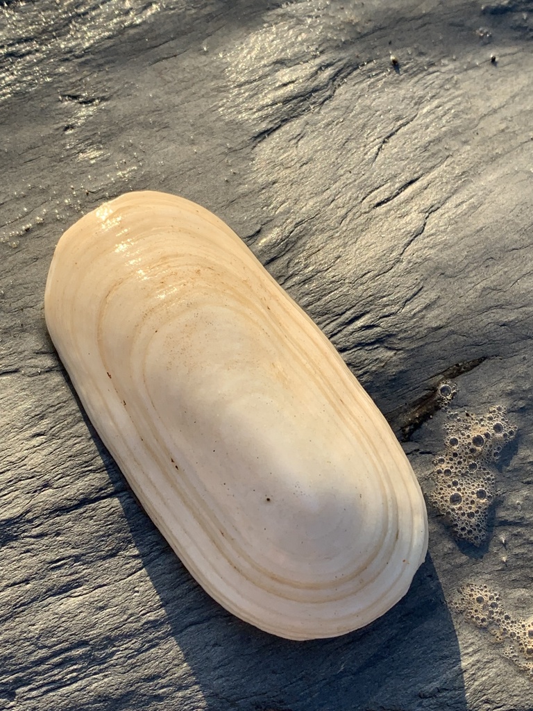 Elephant Snail from Bonville Creek & Beach, Bundagen, NSW, AU on March ...