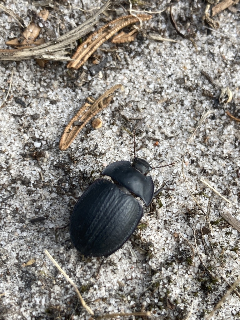 Heleina in March 2023 by kale456 · iNaturalist