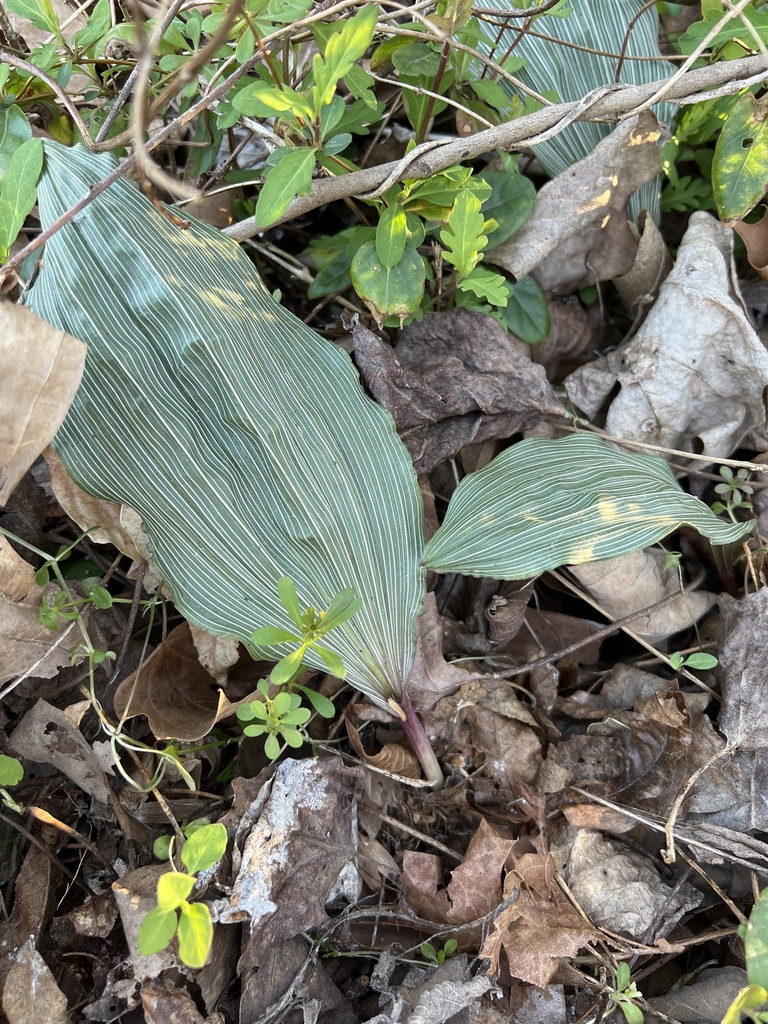 putty root from Bear Island, Bethesda, MD, US on March 15, 2023 at 06: ...