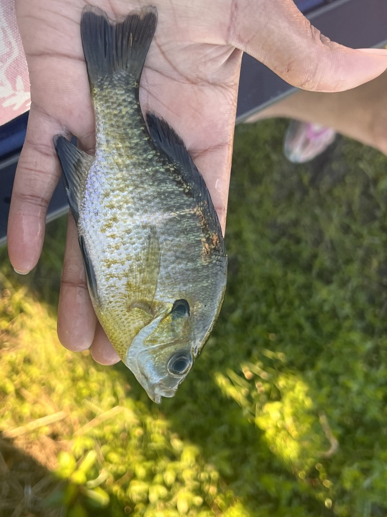 Bluegill from LSUA, Alexandria, LA, US on March 15, 2023 at 05:36 PM by ...