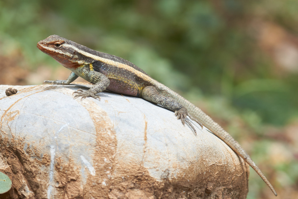Rose-bellied Lizard from San Juan del Río, Oaxaca, Mexiko on May 9 ...