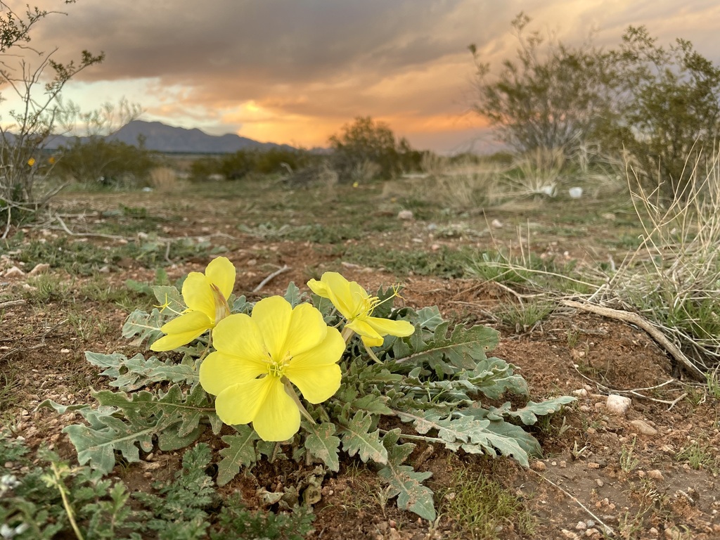 desert evening-primrose from Clark County, NV, USA on March 11, 2023 at ...