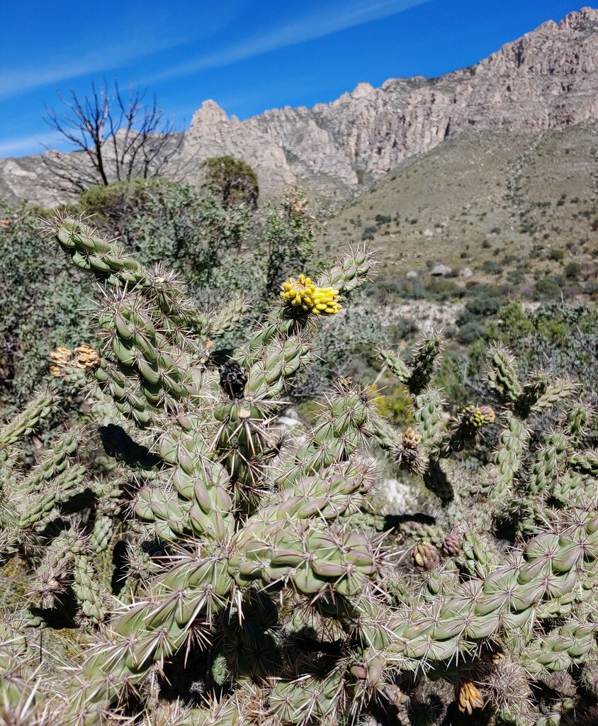 tree cholla from Culberson County, TX, USA on October 19, 2022 at 12:48 ...