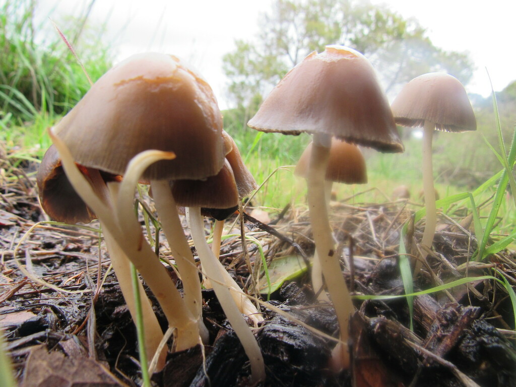 Brittlestems and Allies from 8000 Patterson Ranch Rd, Fremont, CA 94555 ...