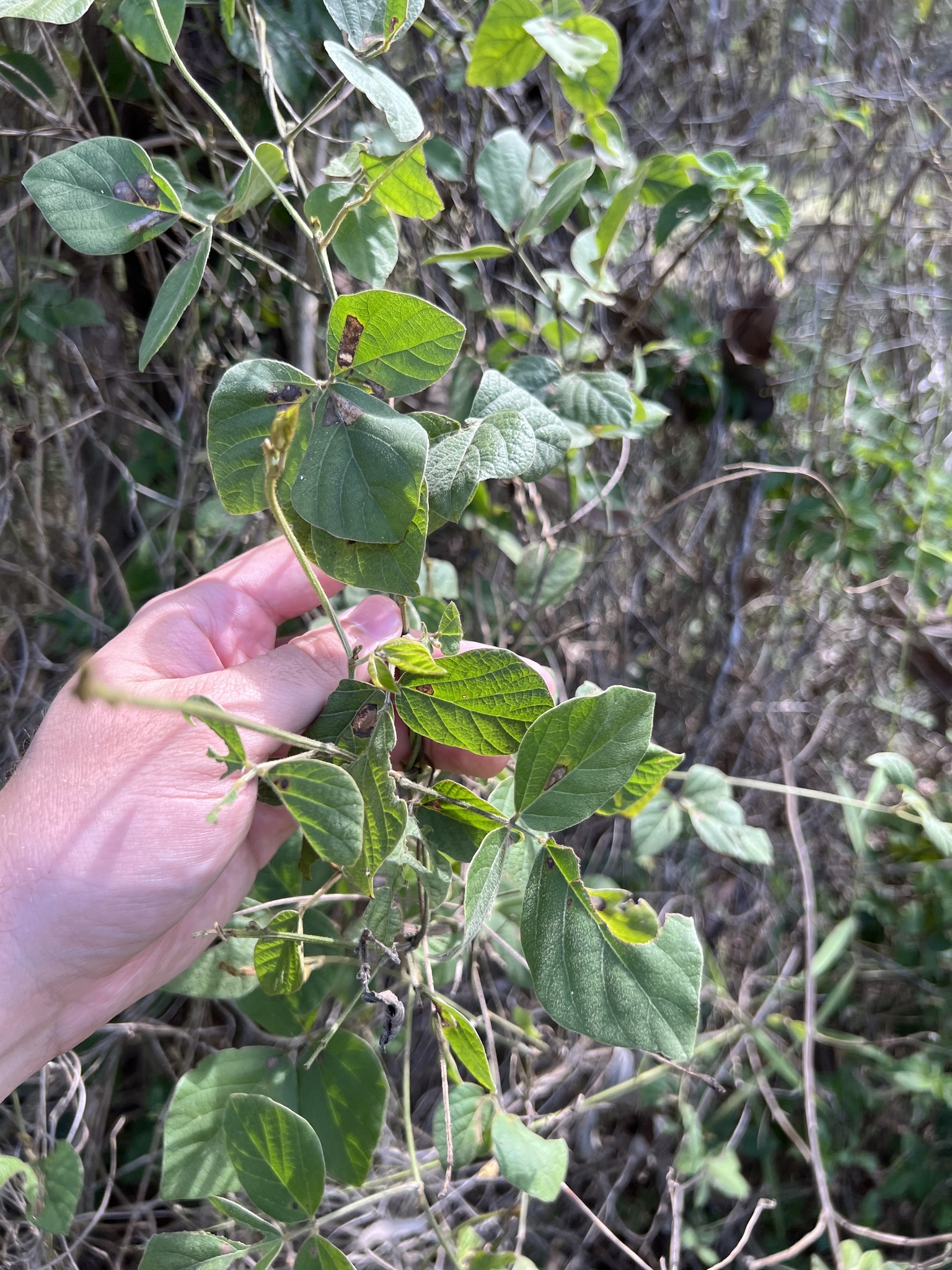 Neonotonia J.A.Lackey