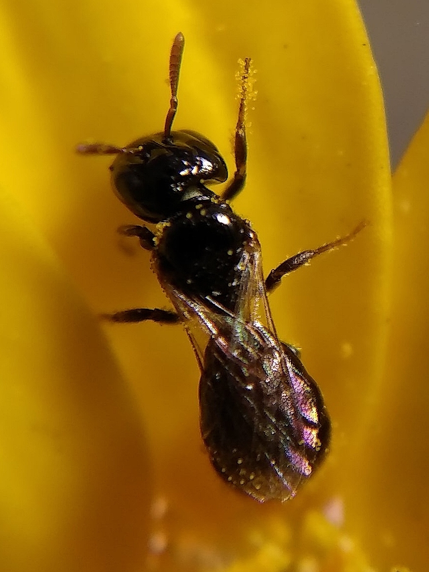 Ceratina parvula Smith, 1854