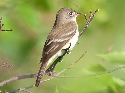 Willow Flycatcher from Jamaica Bay Wildlife Refuge, Queens, NY, USA on ...