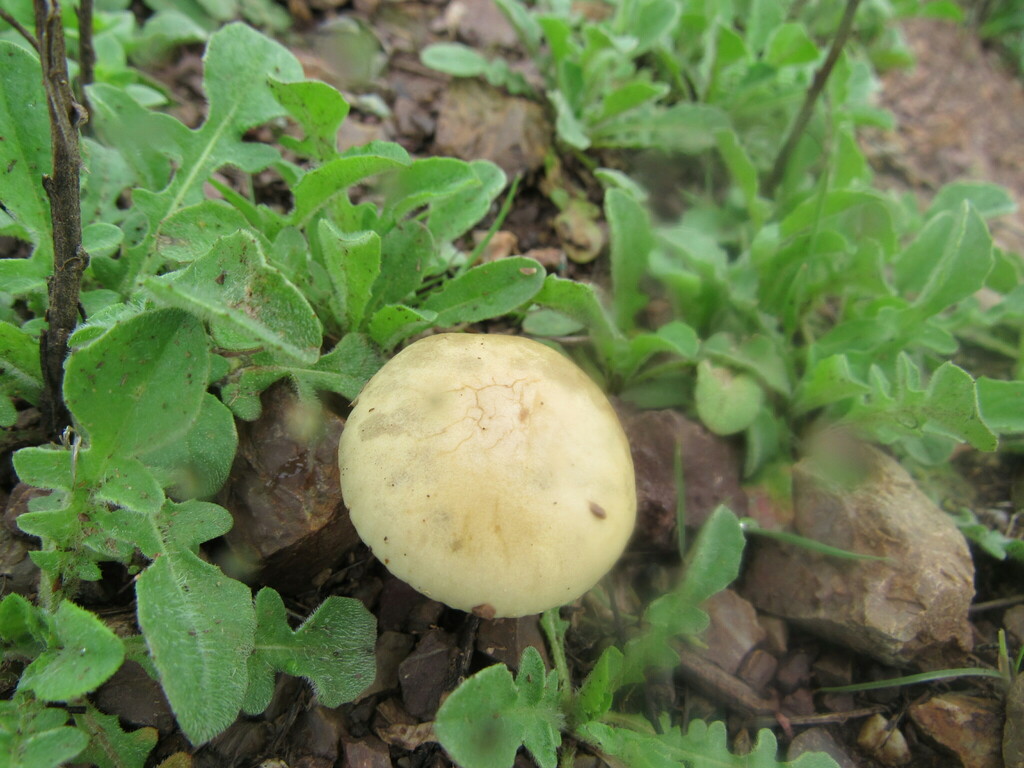 Agrocybe from 8000 Patterson Ranch Rd, Fremont, CA 94555, USA on March ...