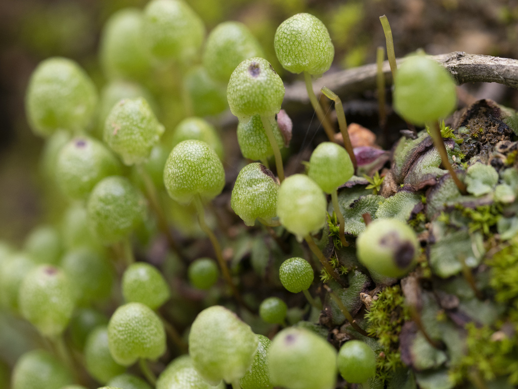Palmer's asterella from San Diego, CA, USA on March 14, 2023 at 12:16 ...