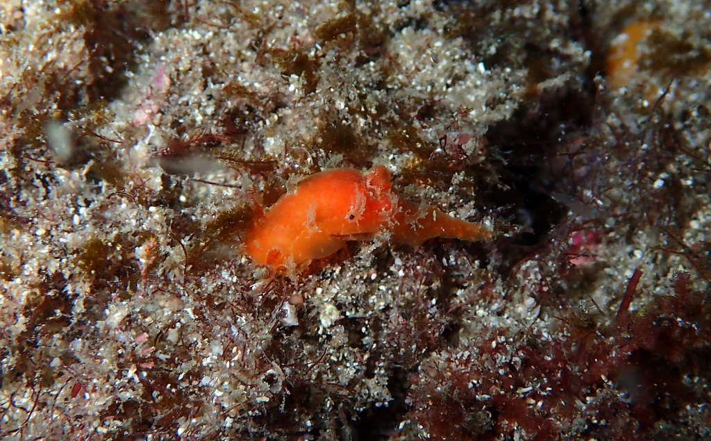 Kaloplocamus from Jervis Bay NSW, Australia on April 22, 2017 at 07:59 ...