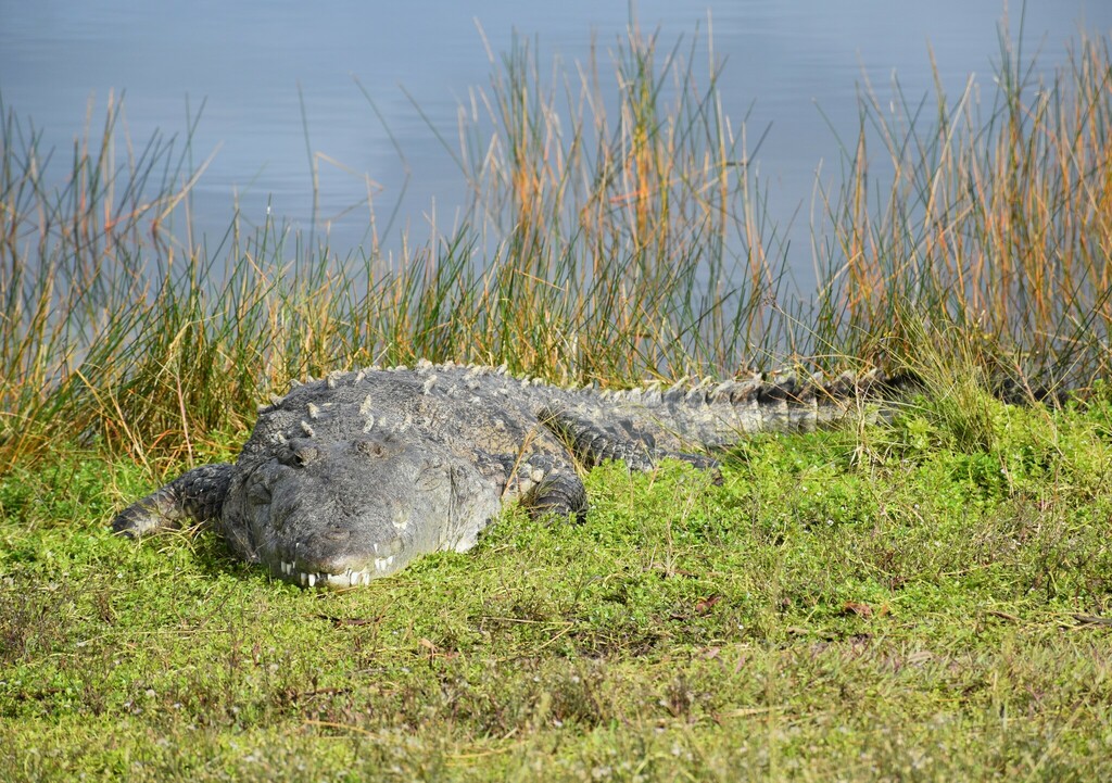 American Crocodile in December 2020 by pilgrim123 · iNaturalist