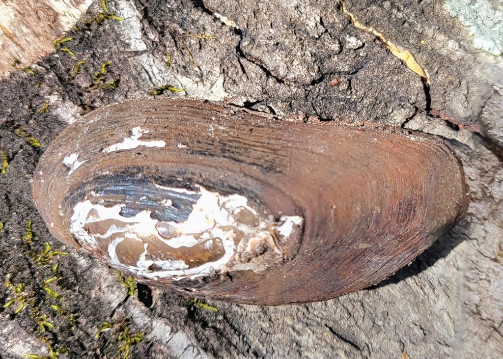 Elliptio from Blakely, GA 39823, USA on March 15, 2023 at 12:40 PM by ...