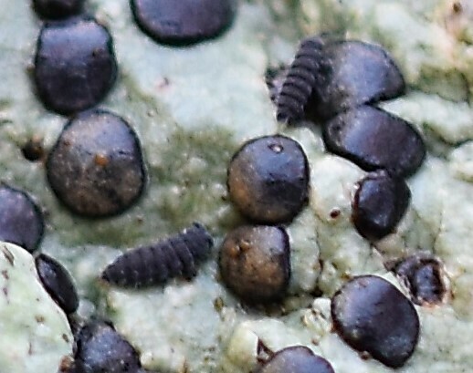 Plump Springtails from Dekalb County, GA, USA on November 28, 2020 at ...