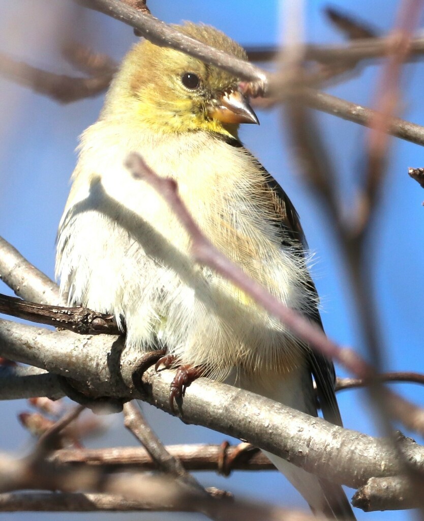 American Goldfinch from St. Catharines, ON, Canada on March 15, 2023 at ...