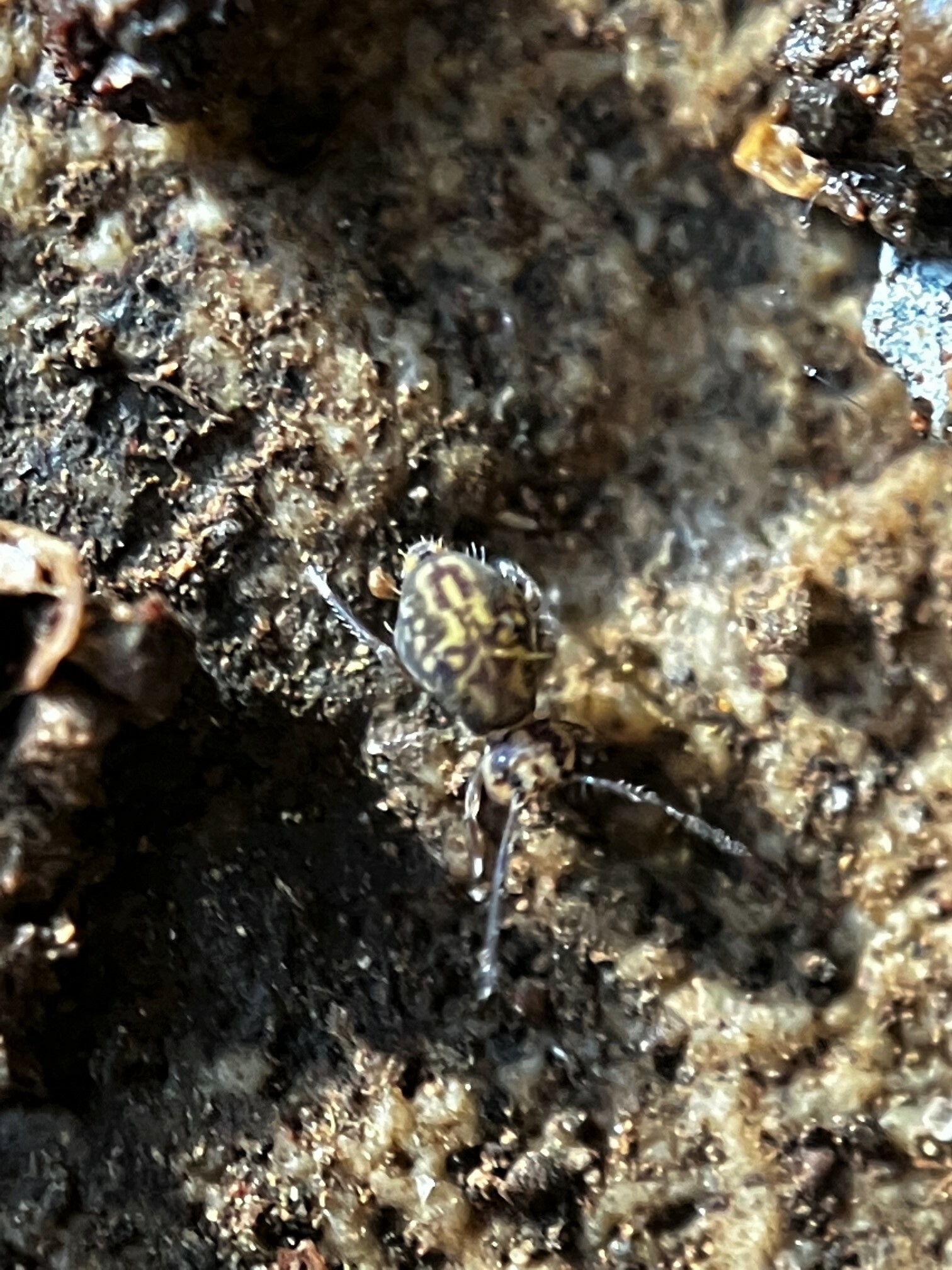 Ptenothrix C.Börner, 1906