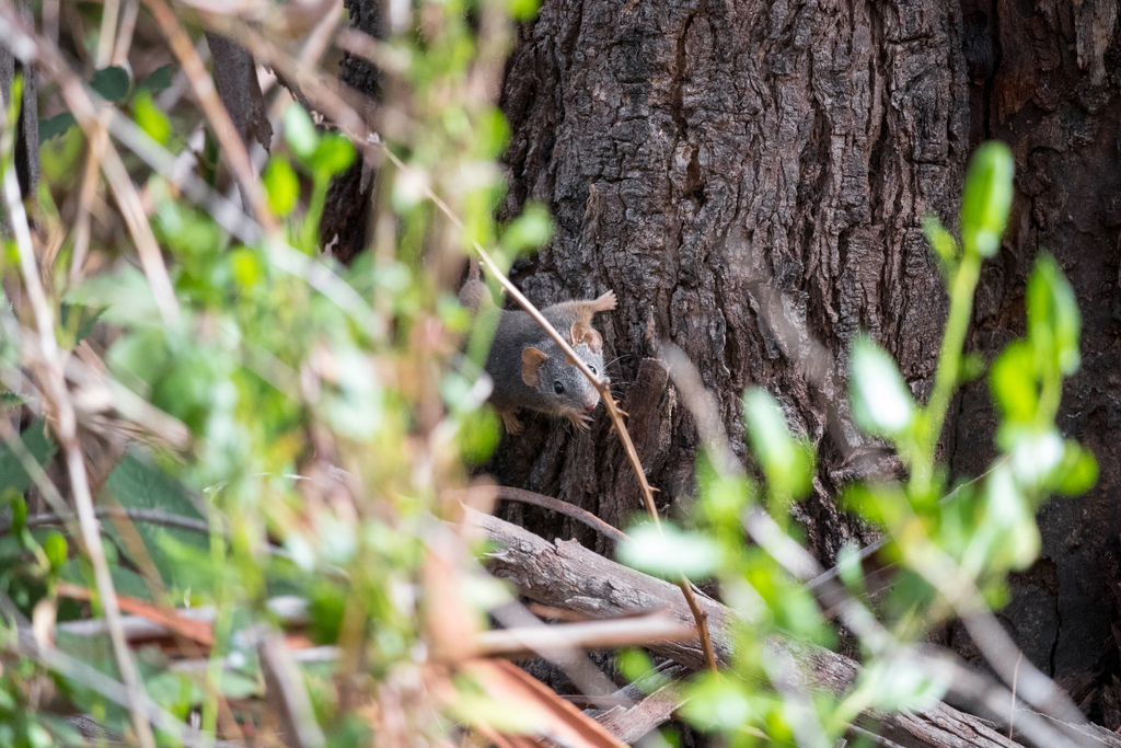 (Antechinus flavipes flavipes) - Know Your Mammals