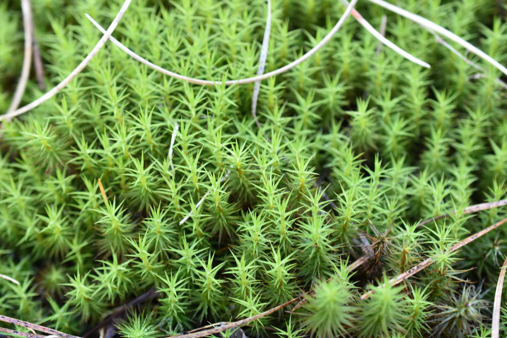 haircap mosses from Dekalb County, GA, USA on March 20, 2022 at 09:48 ...