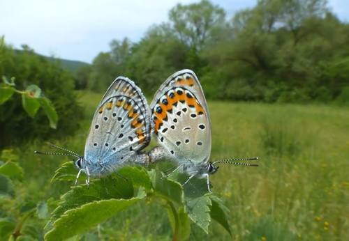 Lycaeides argyrognomon · iNaturalist