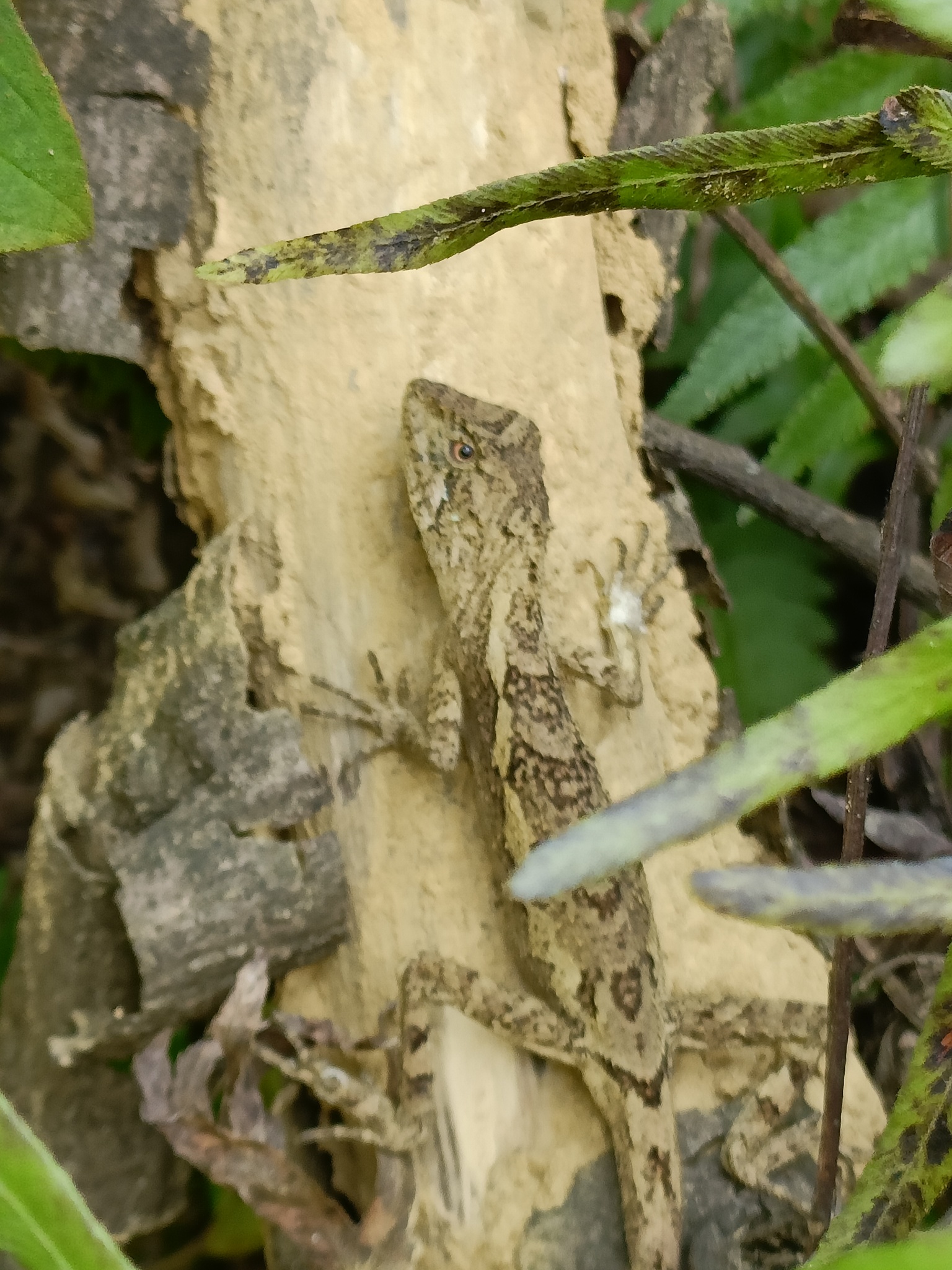 Diploderma swinhonis (Günther, 1864)