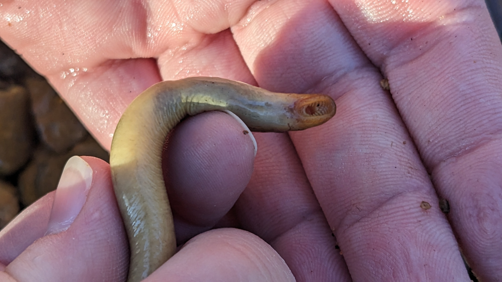 Ichthyomyzon Girard, 1858