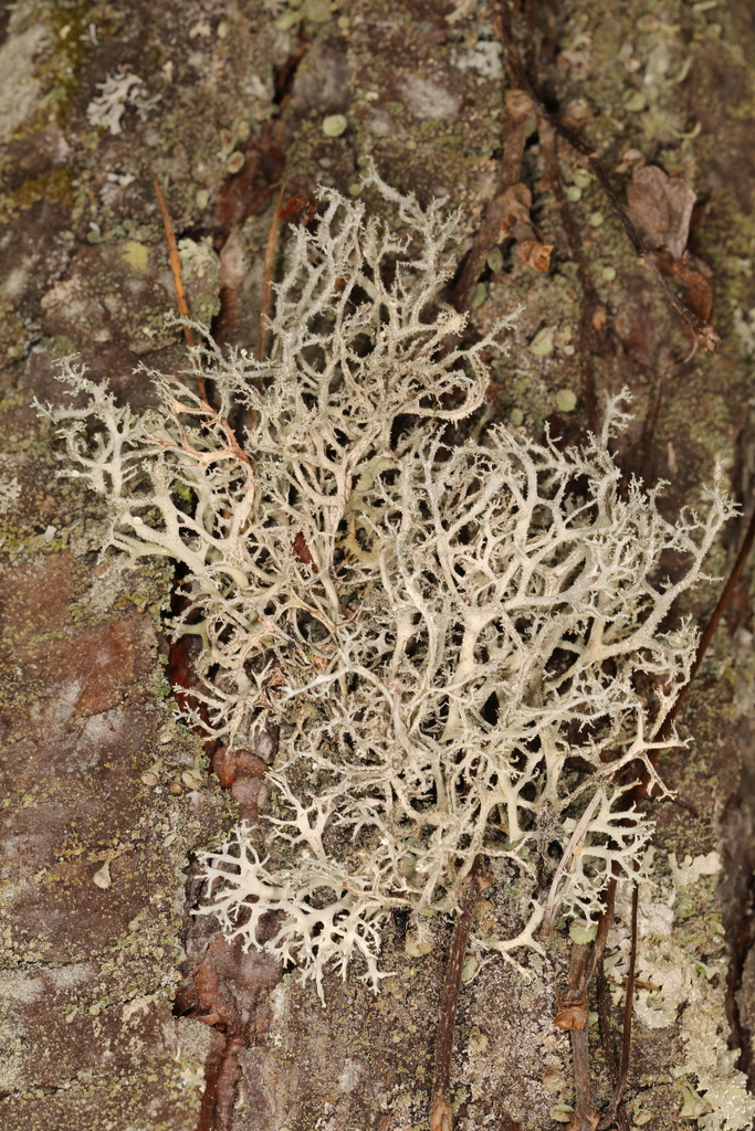 Common Antler Lichen from Burgettstown, PA 15021, USA on March 26, 2022 ...