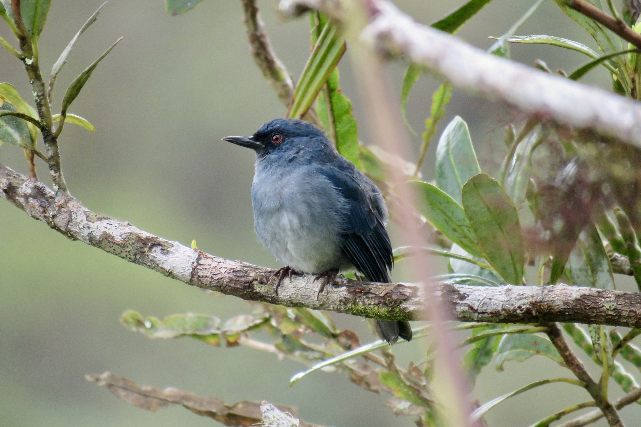 Diglossa caerulescens (P.L.Sclater, 1856)