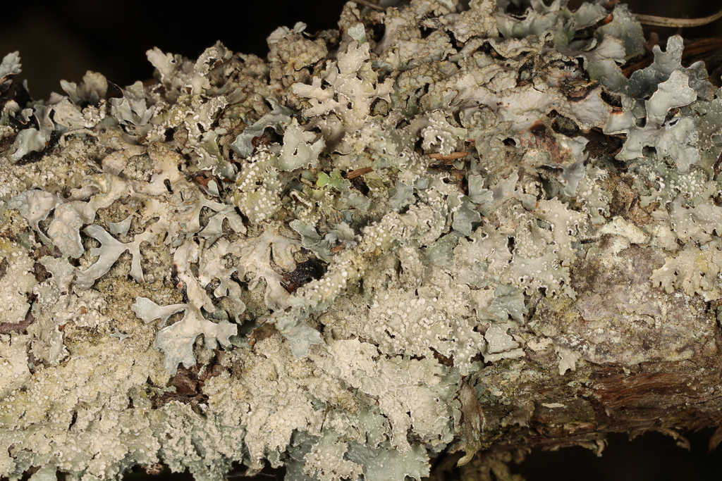 Moondust Speckled Lichen from Burgettstown, PA 15021, USA on March 26 ...